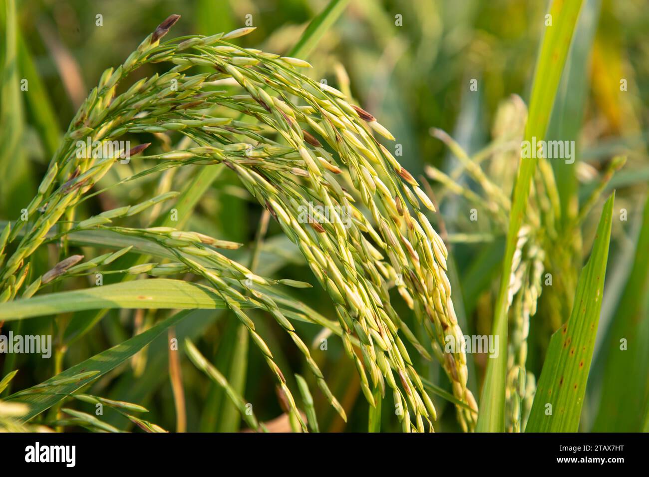 Golden grain rice spike harvest of Rice field. Selective Focus Stock ...