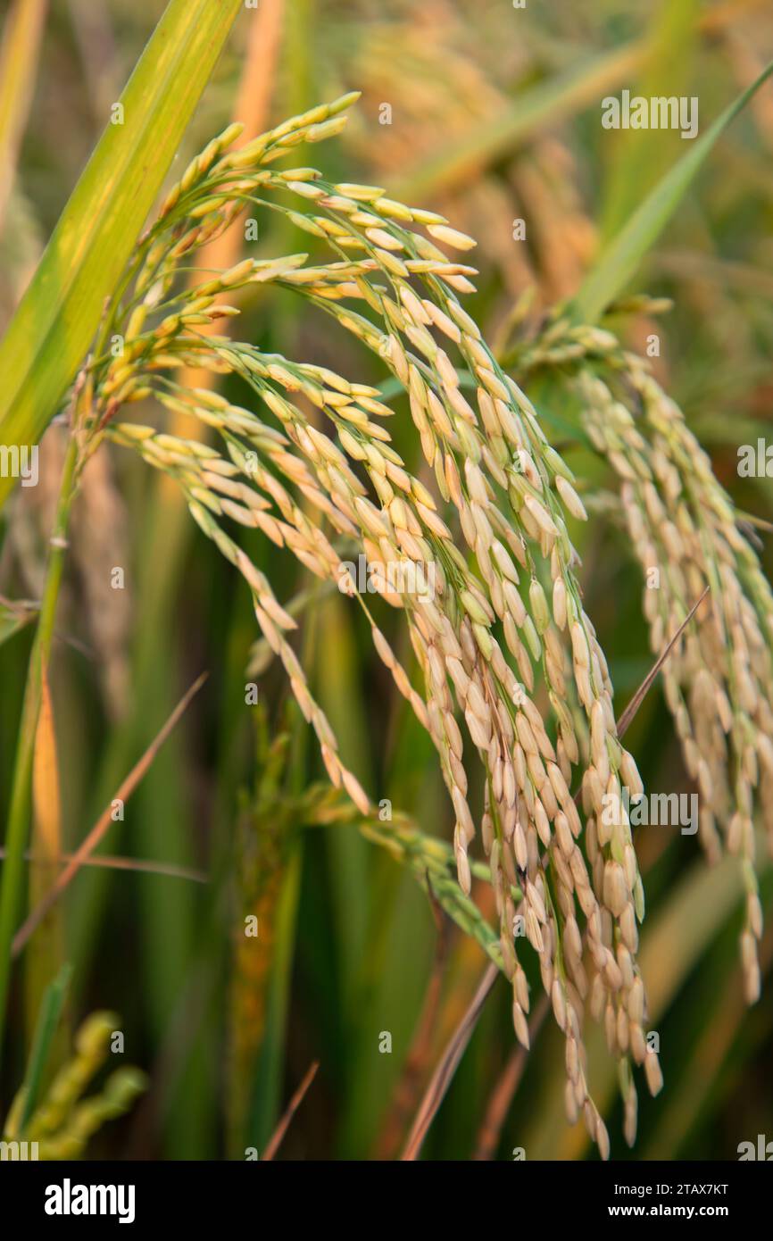 Golden grain rice spike harvest of Rice field. Selective Focus Stock ...