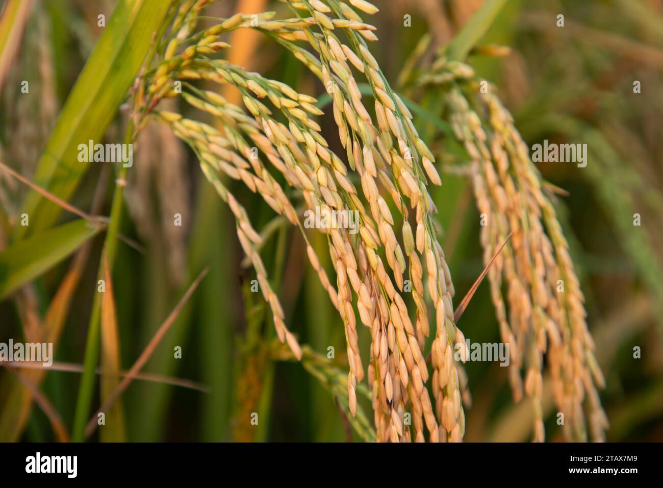 Golden grain rice spike harvest of Rice field. Selective Focus Stock ...