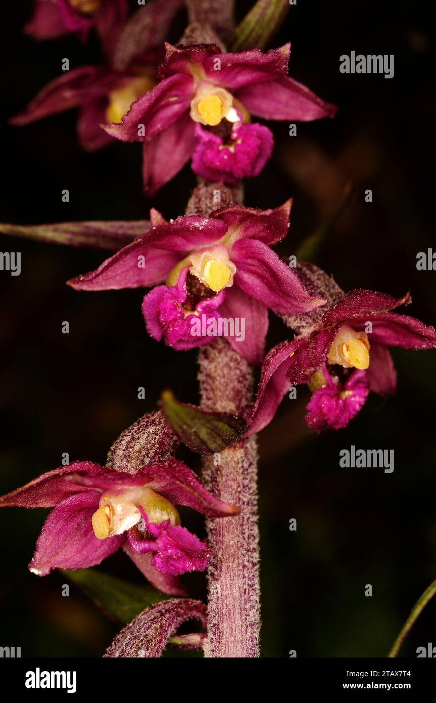 Dark red helleborine british hi-res stock photography and images - Alamy