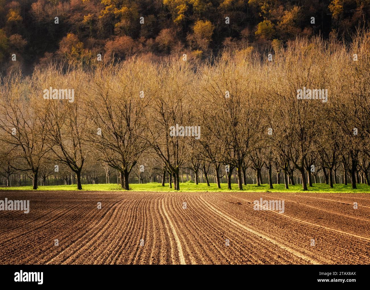 A ploughed field leading to a wlnut grove in the Dordogne valley in ...