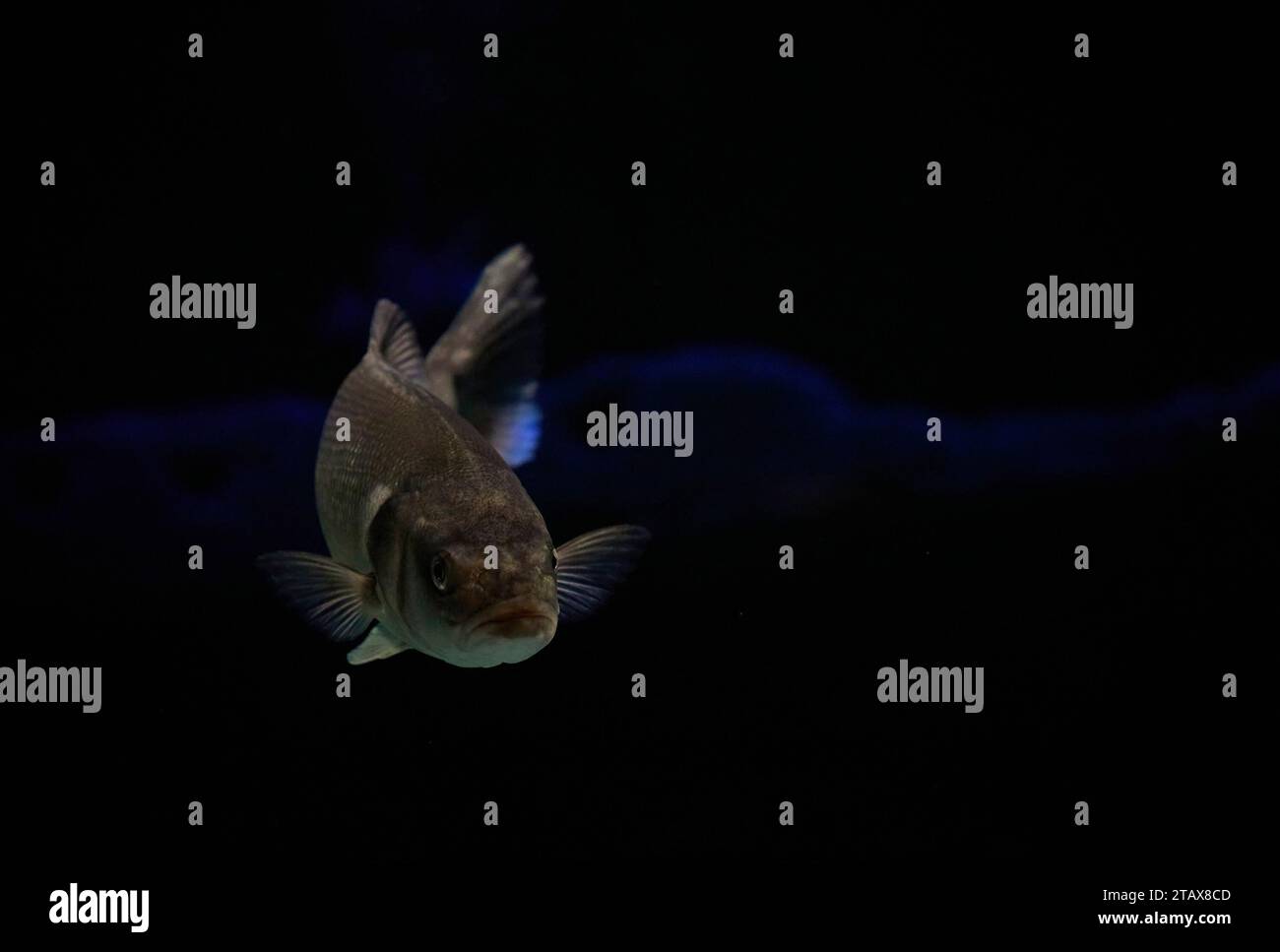 Fish close up in dark waters in Denmark. Underwater photo Stock Photo ...