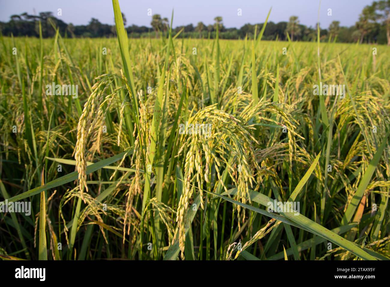Grain rice spike agriculture field landscape view Stock Photo - Alamy