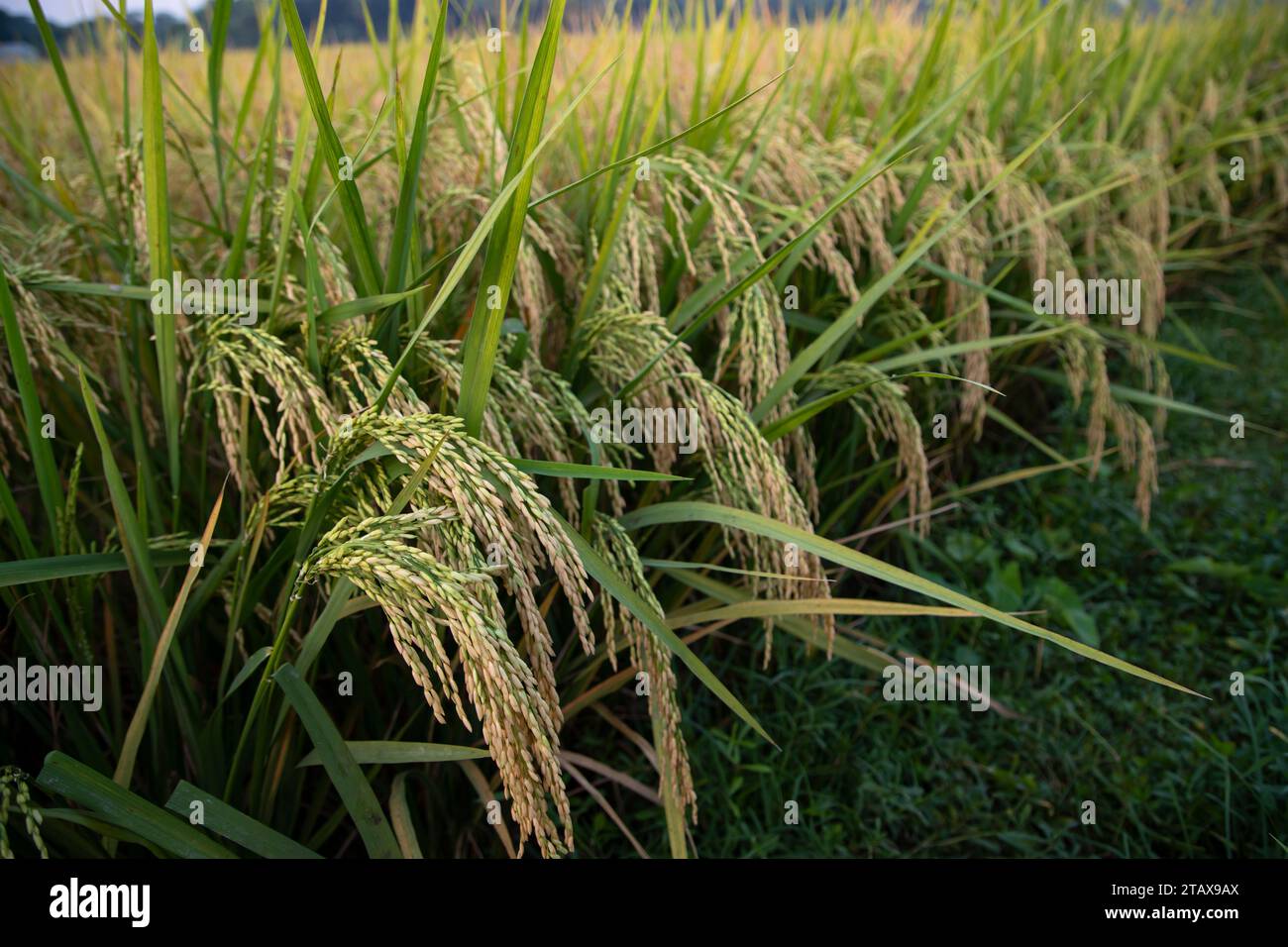 Grain rice spike agriculture field landscape view Stock Photo - Alamy