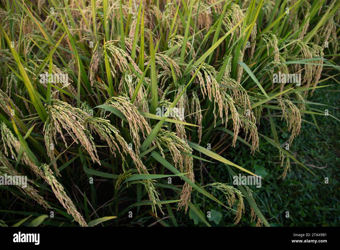 Rice spike hi-res stock photography and images - Alamy