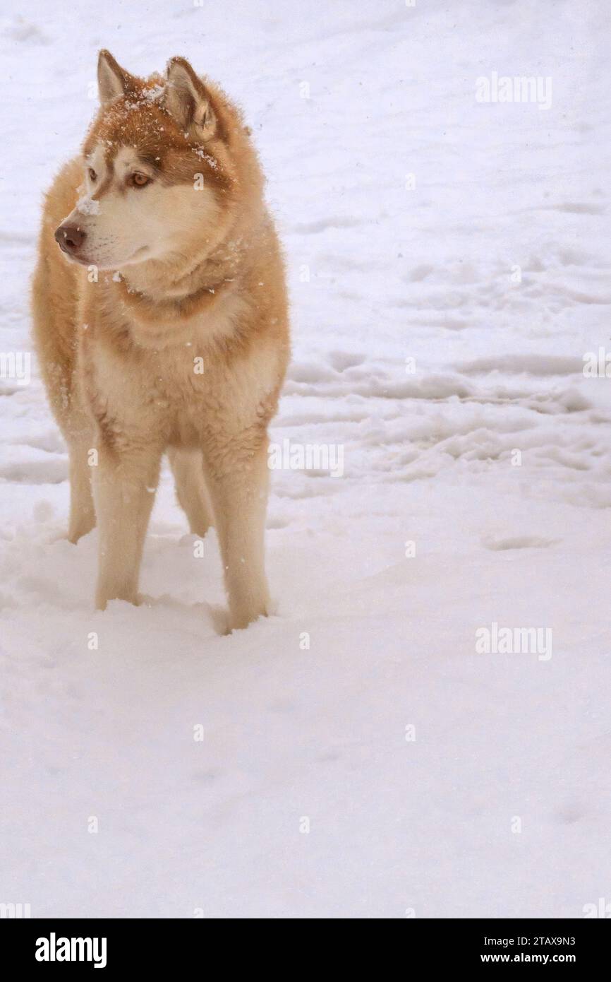 Hund husky hi-res stock photography and images - Alamy
