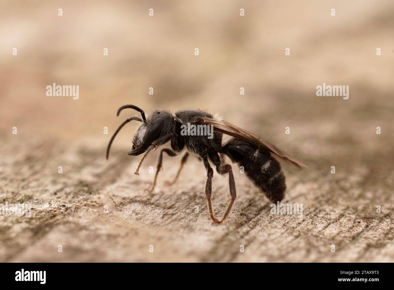 Large jaws hi-res stock photography and images - Alamy