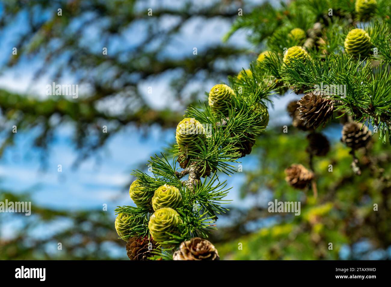 Developing cones on the branches of a Japanese Larch Stock Photo - Alamy