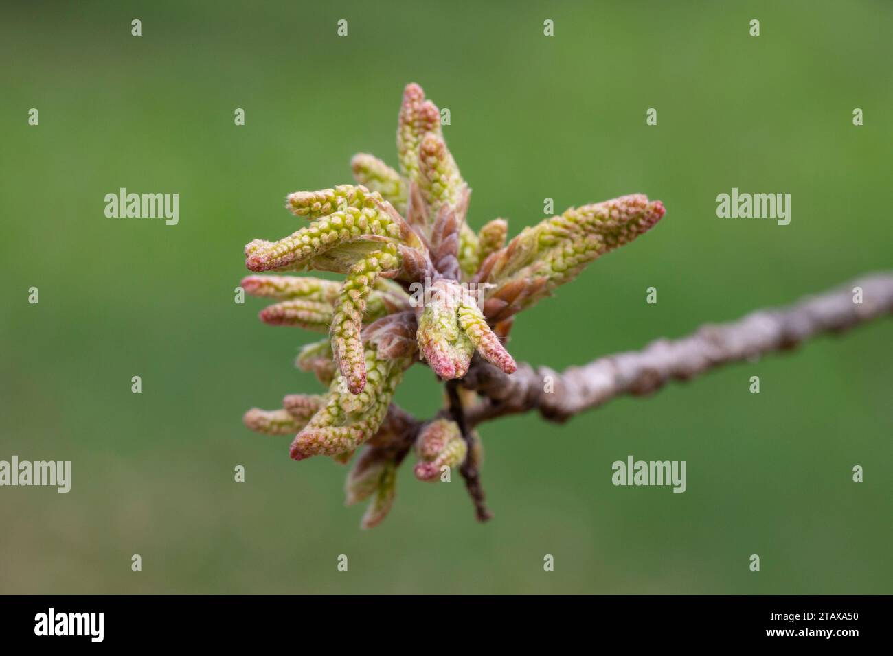 Quercus variabilis develops catkin inflorescence in the spring ...
