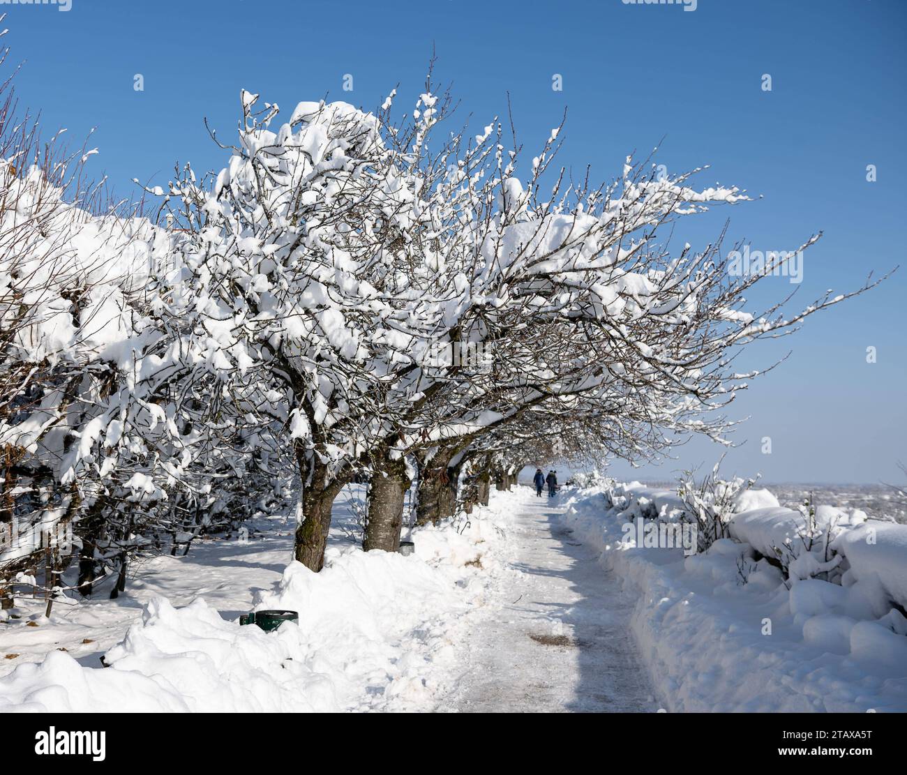 Dachau GER, Wintereinbruch und Schnee in Dachau/Bayern, 03.12.2023 ...