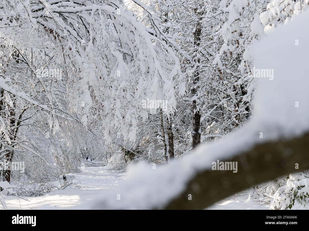 Dachau GER, Wintereinbruch und Schnee in Dachau/Bayern, 03.12.2023 ...