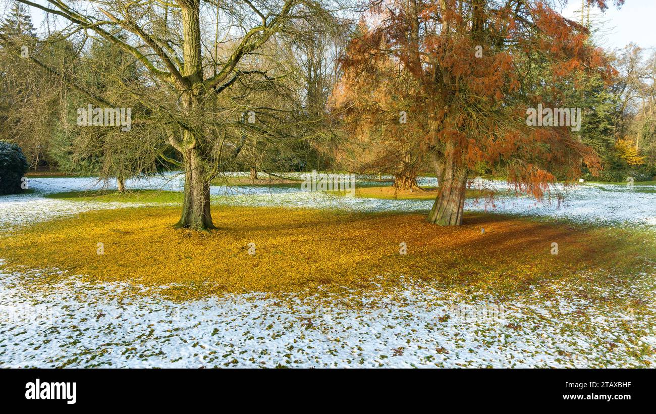 two large trees in beautiful autumn colors in a dutch park Stock Photo ...
