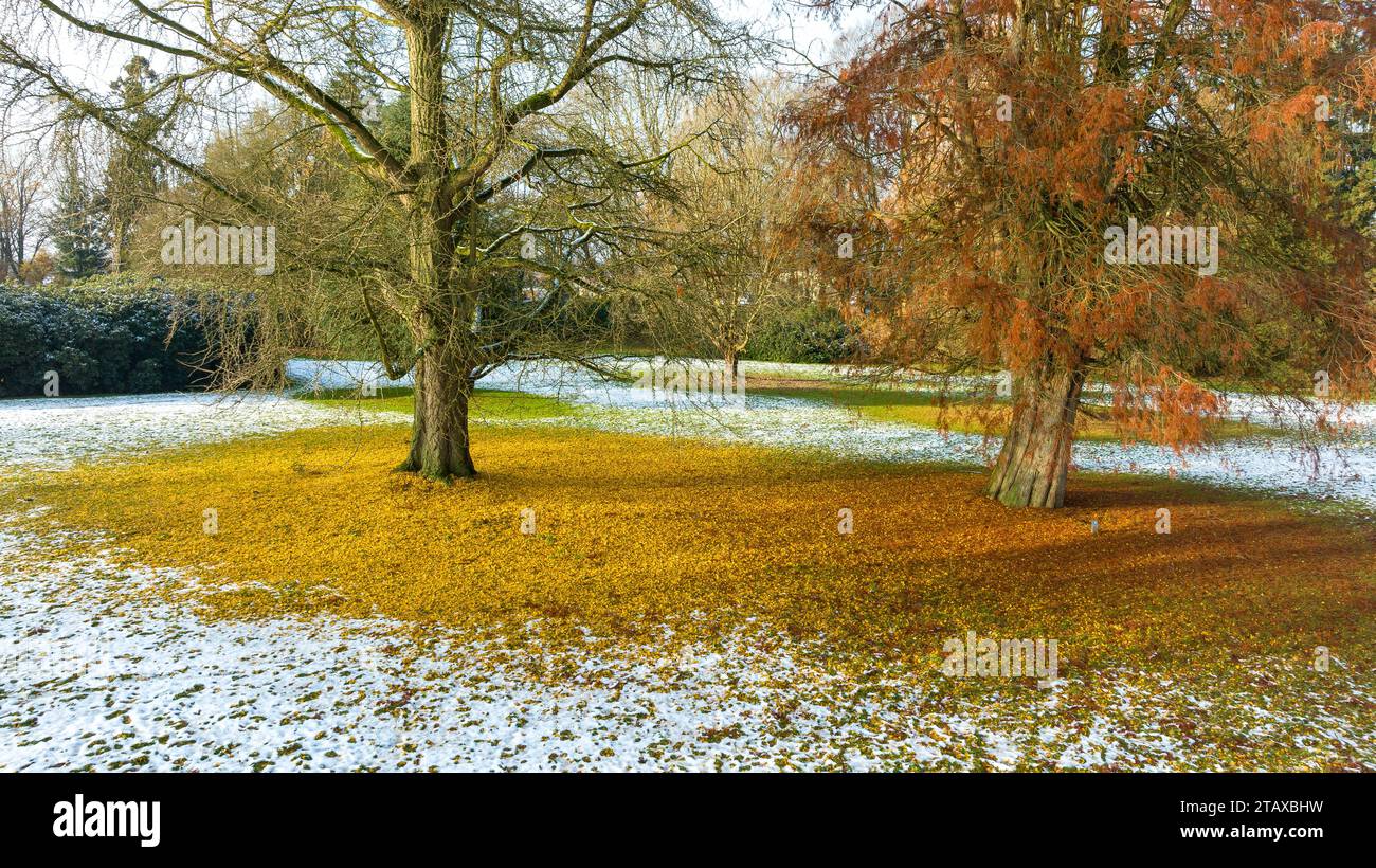 Two large trees in hi-res stock photography and images - Alamy