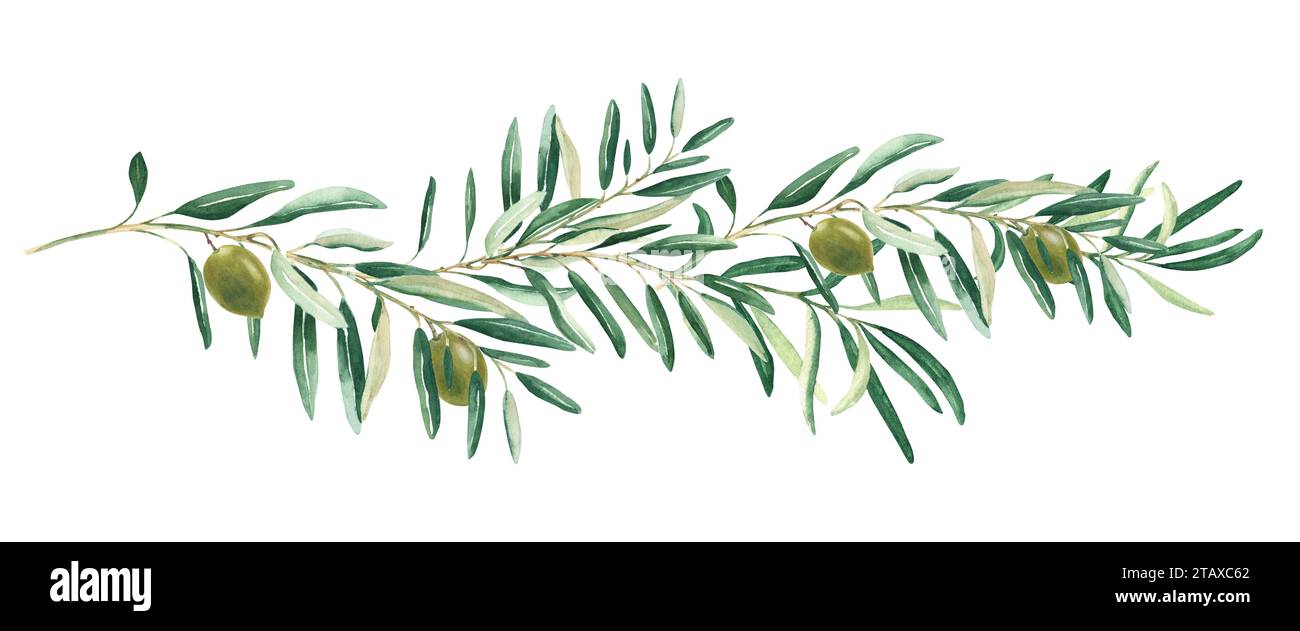 Olive branch with green olives isolated on white background. Watercolor ...