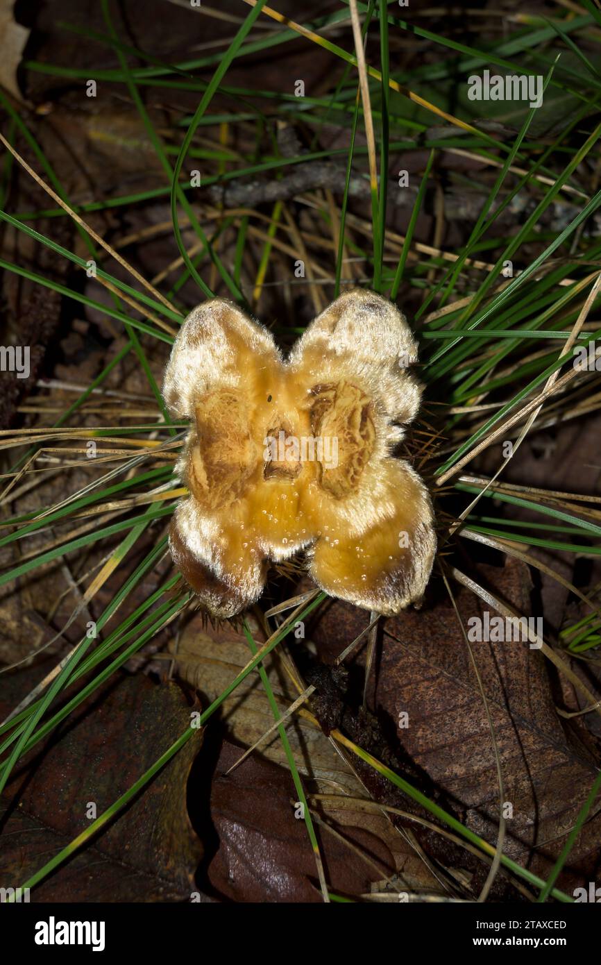 young chestnut hedgehog open decaying in the middle of the forest ...