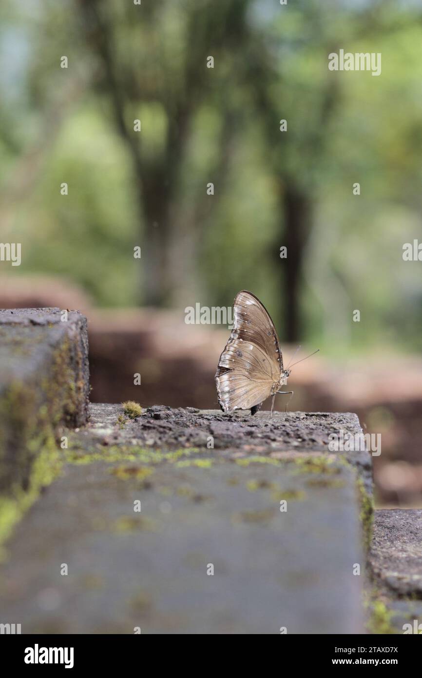 Butterfly temple hi-res stock photography and images - Alamy