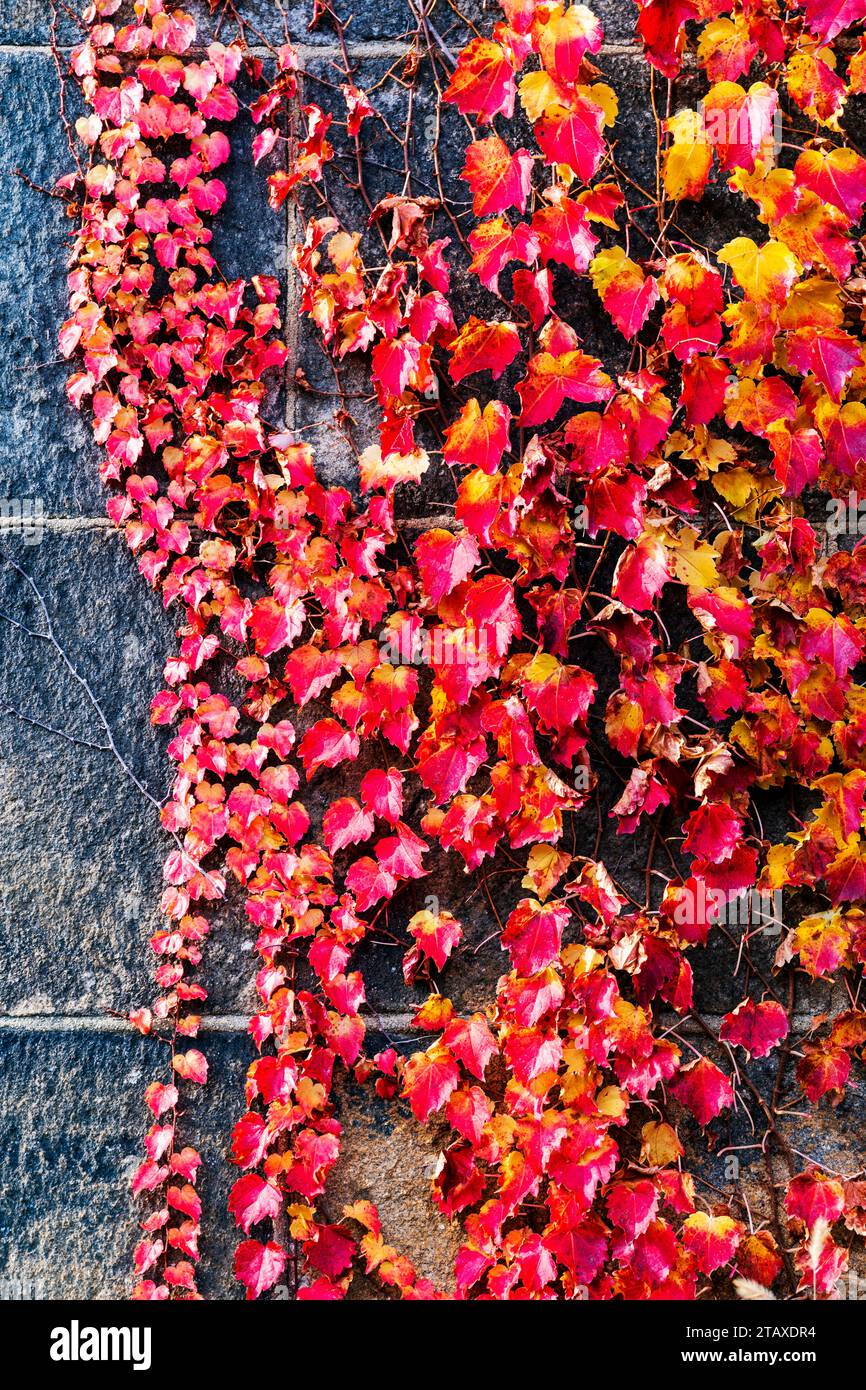 Colorful autumn ivy growing on the stone wall of the Eastern State ...