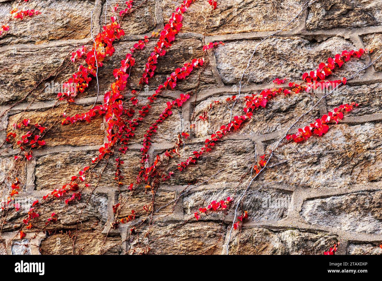 Colorful autumn ivy growing on the stone wall of the Eastern State ...