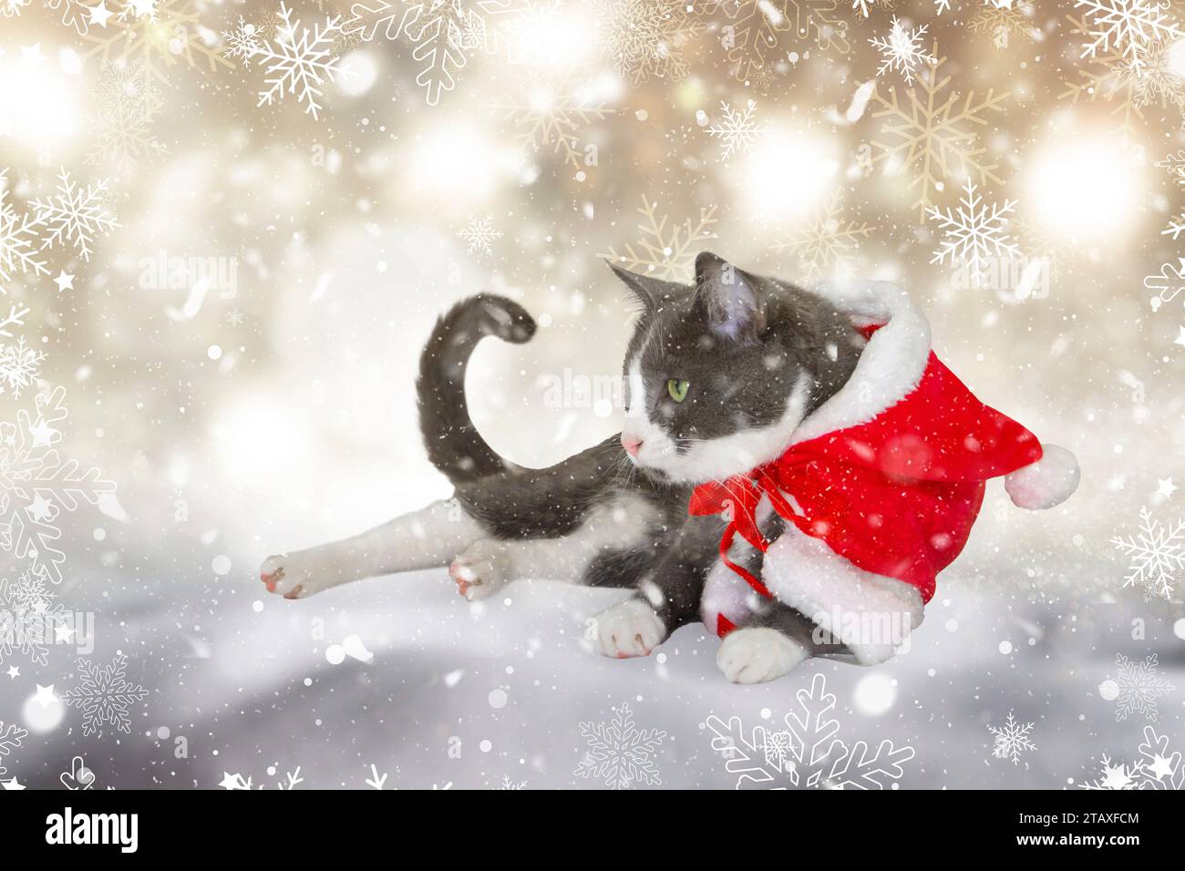 Composite animals hi-res stock photography and images - Alamy