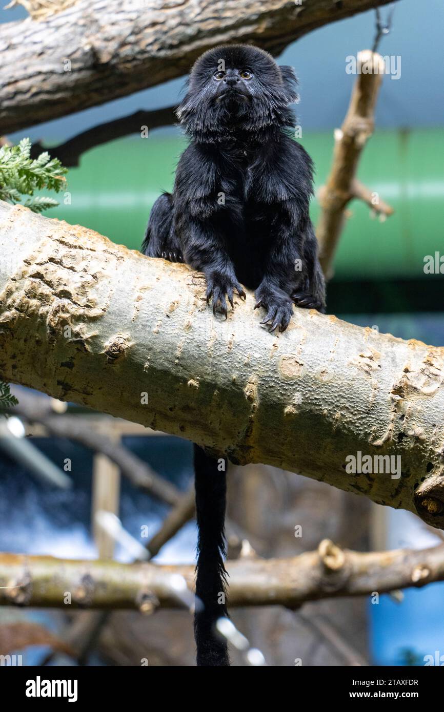 Black monkey hi-res stock photography and images - Alamy