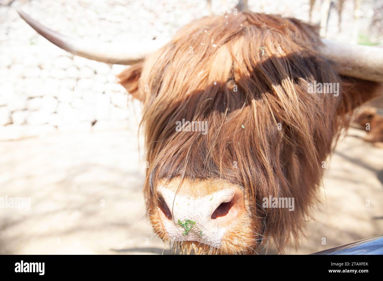 bison yak buffalo bull in zoo animals Stock Photo - Alamy