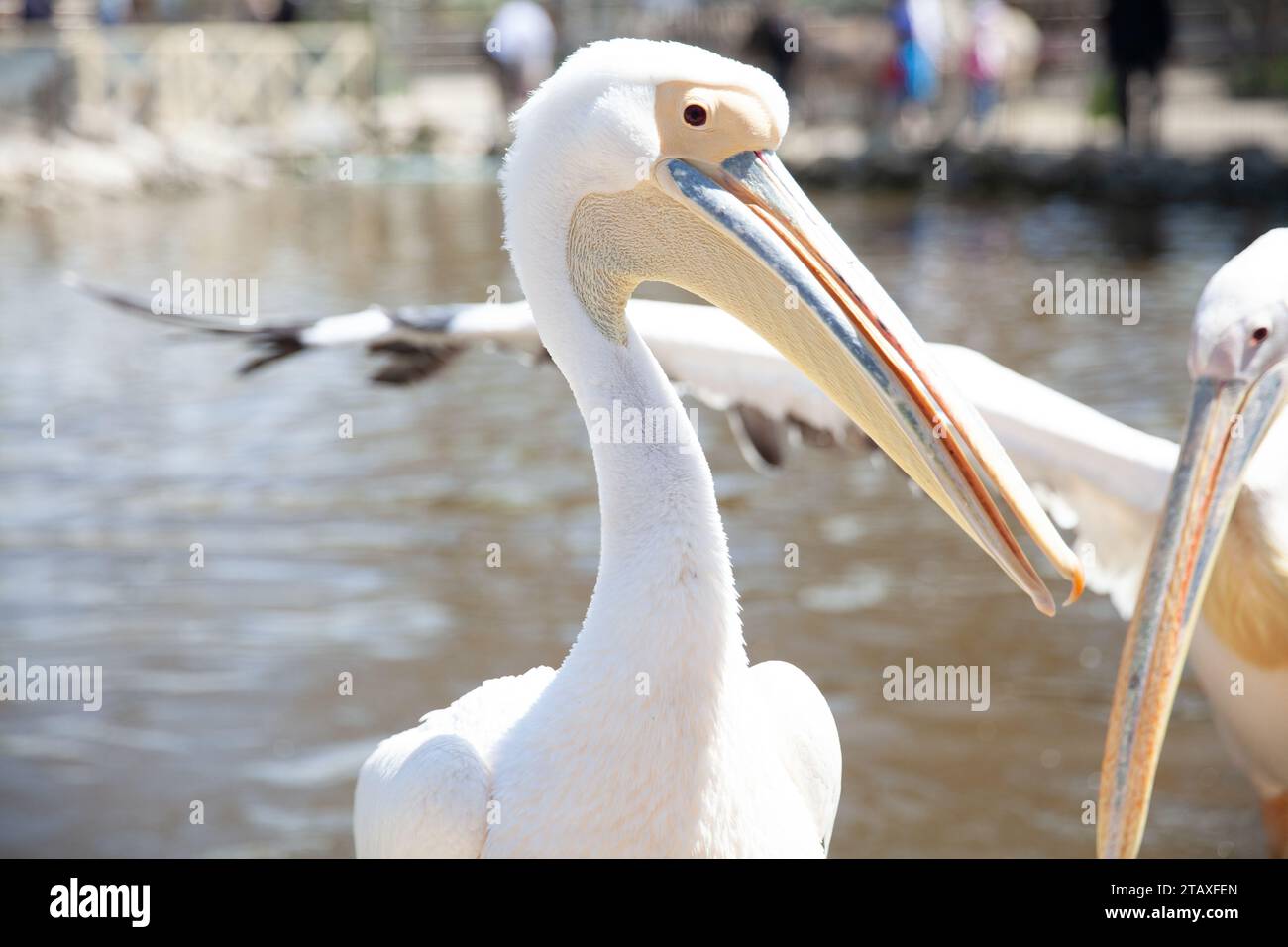 Pelican birds in the zoo on the water Stock Photo - Alamy