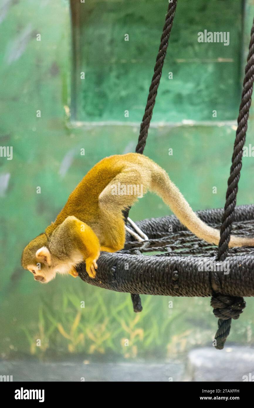 squirrel monkey playing on swing looking down at ground side profile ...