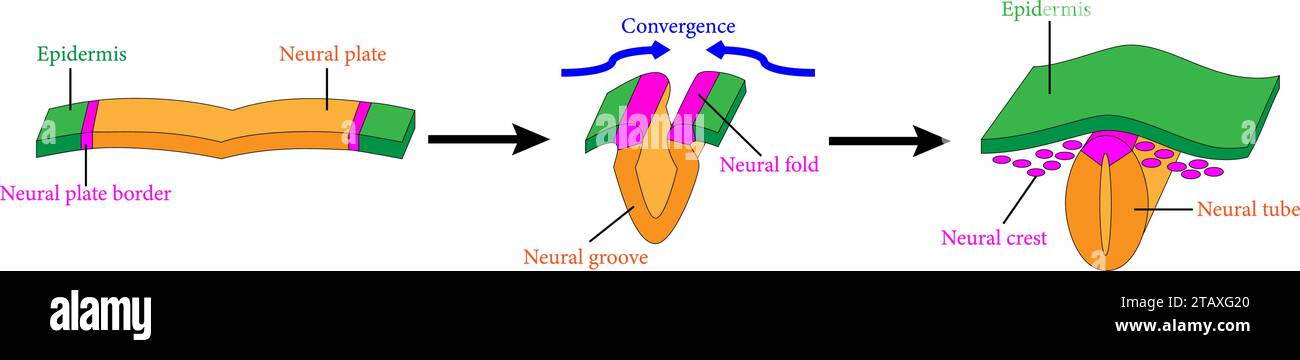 The Neural crest formation during neurulation.Vector illustration Stock ...
