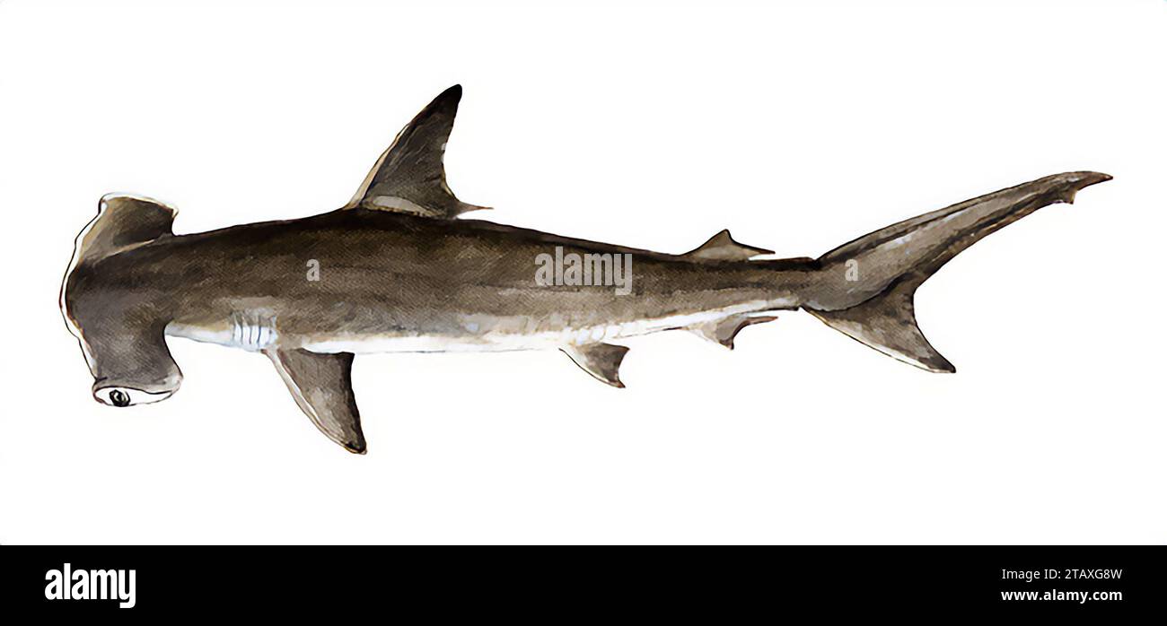 Hammerhead Shark. Smooth Hammerhead Shark (Sphyrna zygaena Stock Photo ...