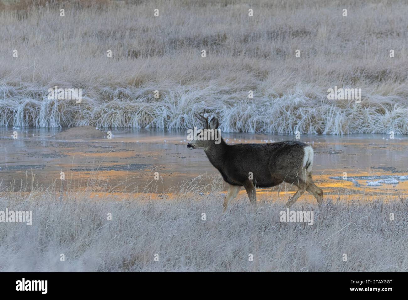 Buck mule deer walking beside the frozen South Platte River in Eleven ...