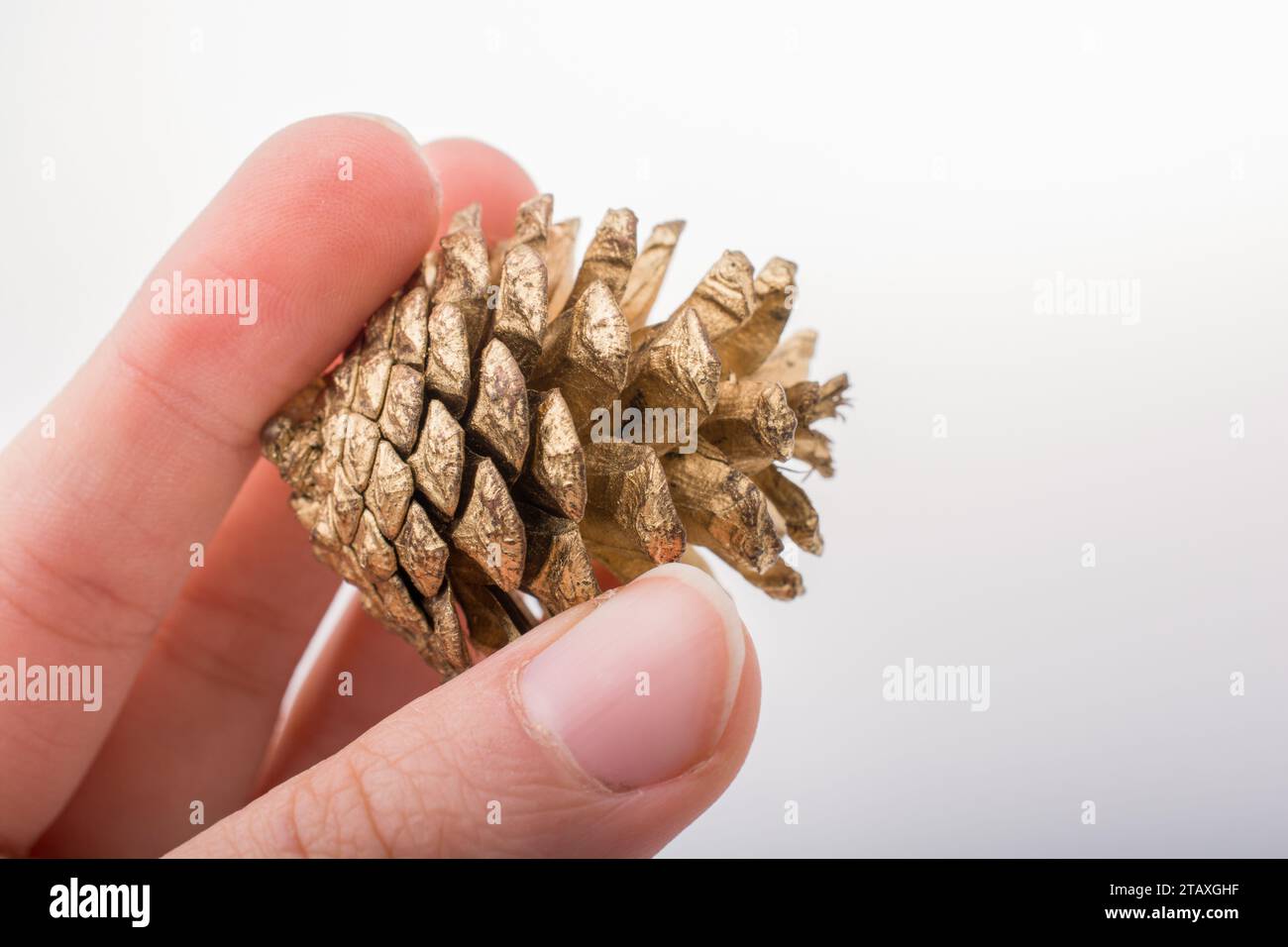 Pine cone in hand on a white background Stock Photo - Alamy