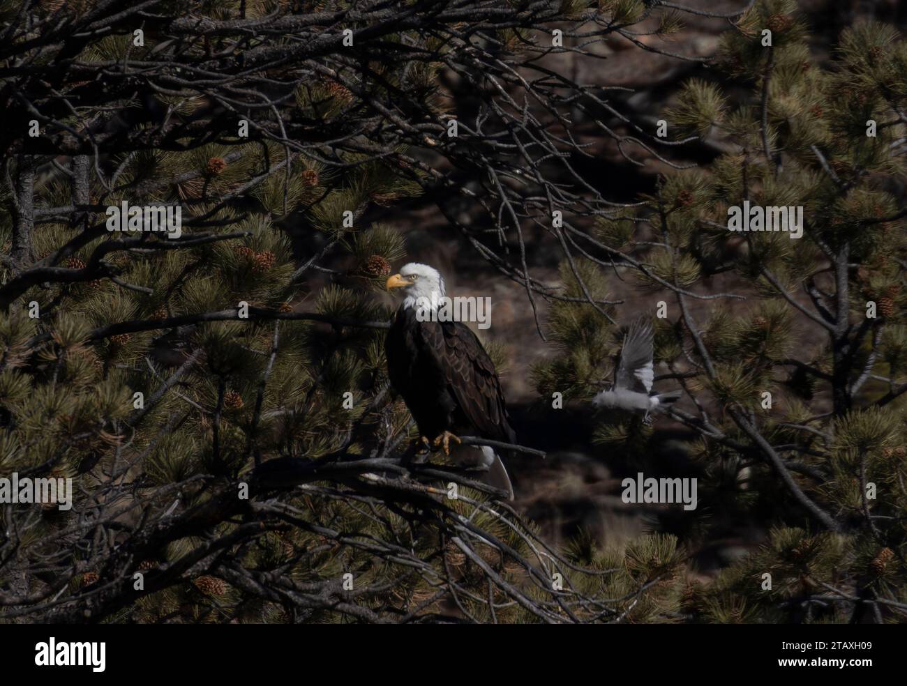 Canada Jay Harrassing Bald Eagle at Eleven Mile Canyon Colorado Stock ...