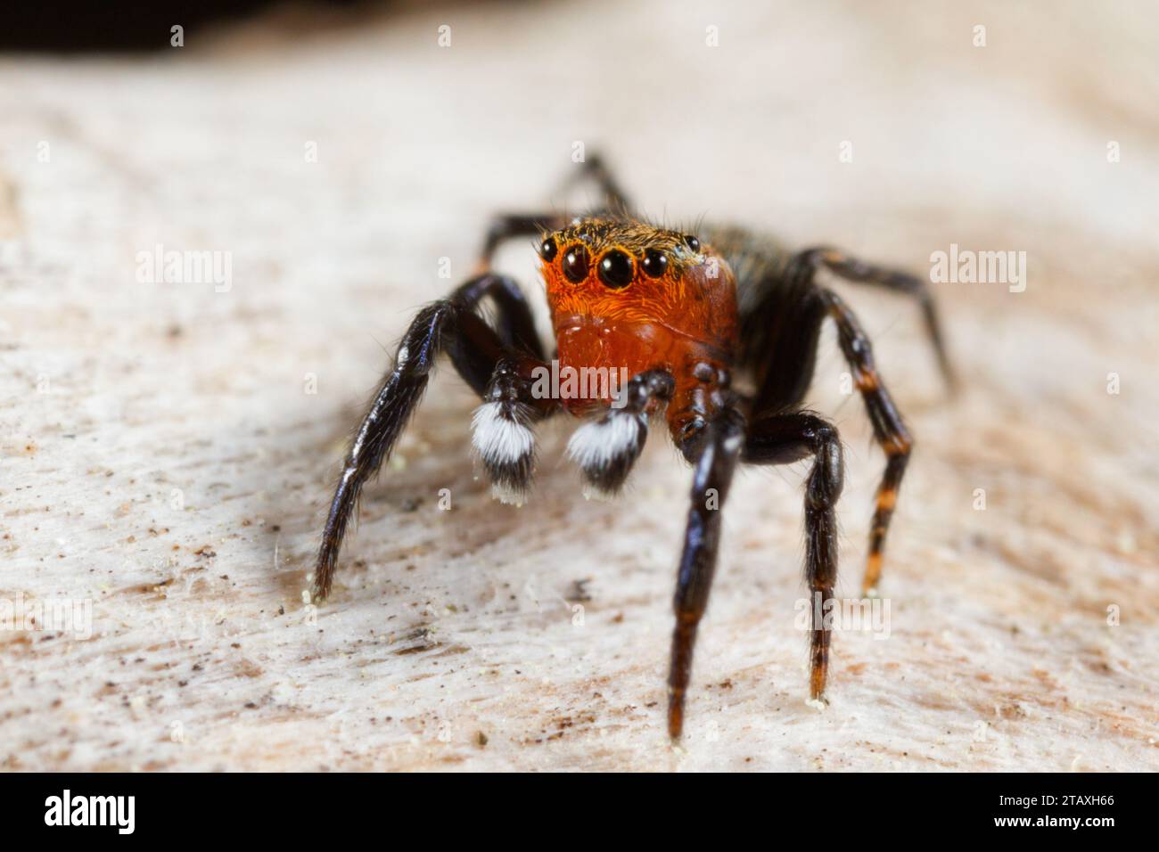 Minute jumping spider (Talavera petrensis Stock Photo - Alamy