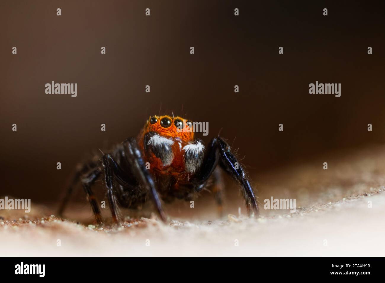 Minute jumping spider (Talavera petrensis Stock Photo - Alamy