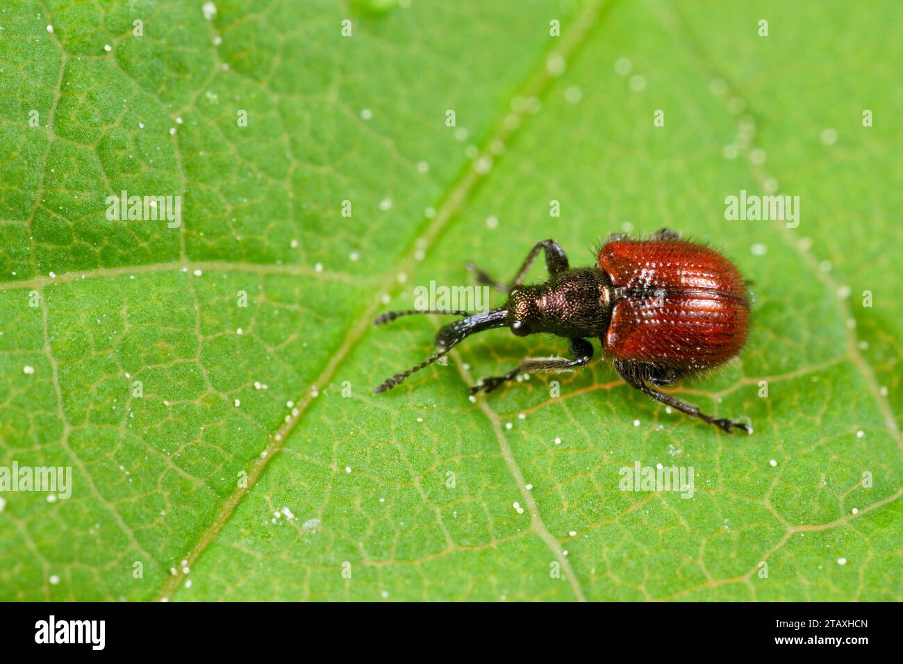 Apple weevil hi-res stock photography and images - Alamy