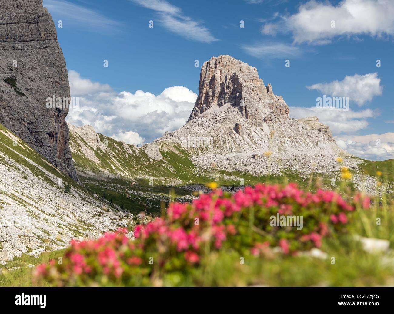 Mount Becco di Mezzodi and red colored mountain flowers, South Tyrol ...