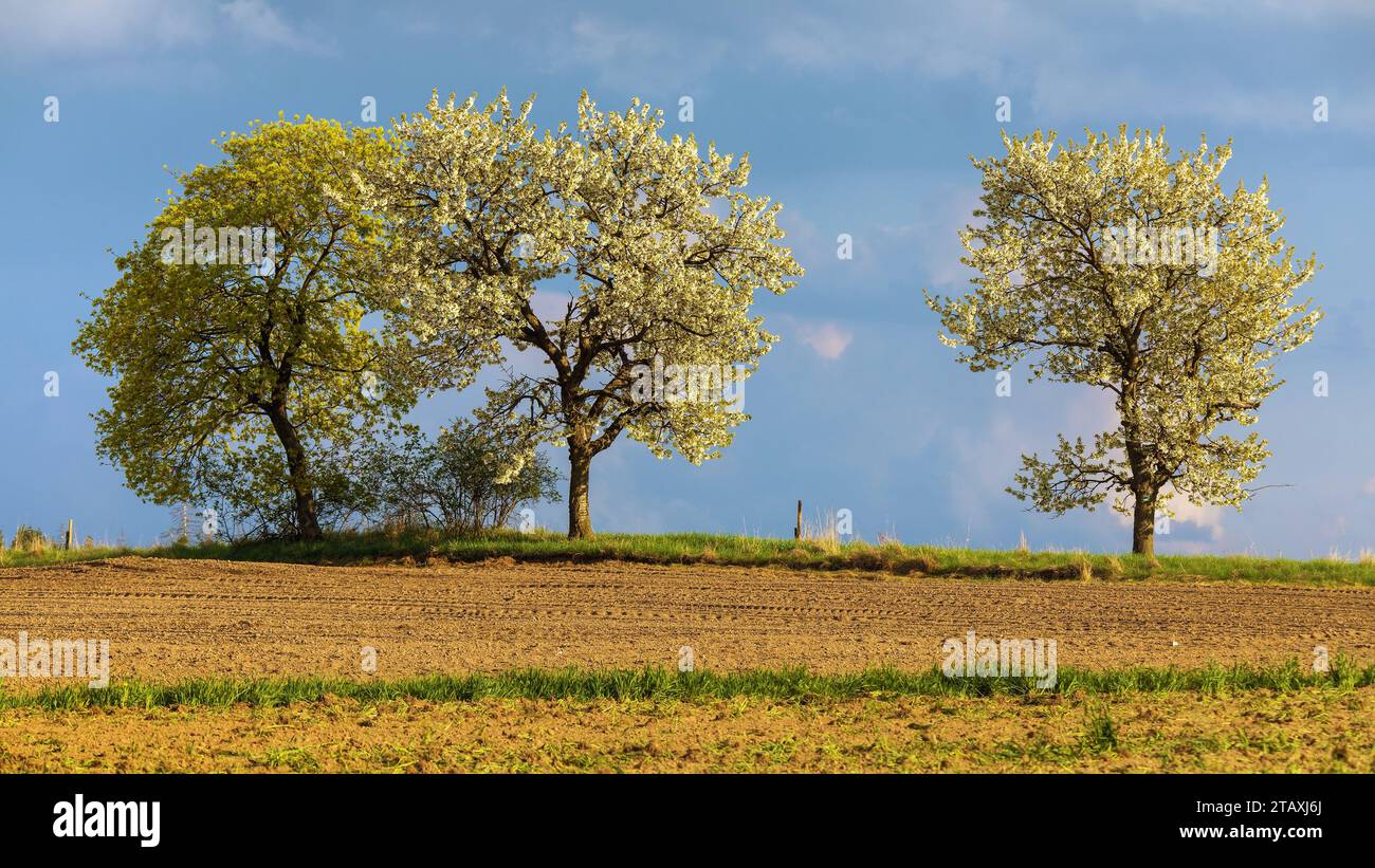 Alley of flowering cherry trees and maple tree, springtime view Stock ...