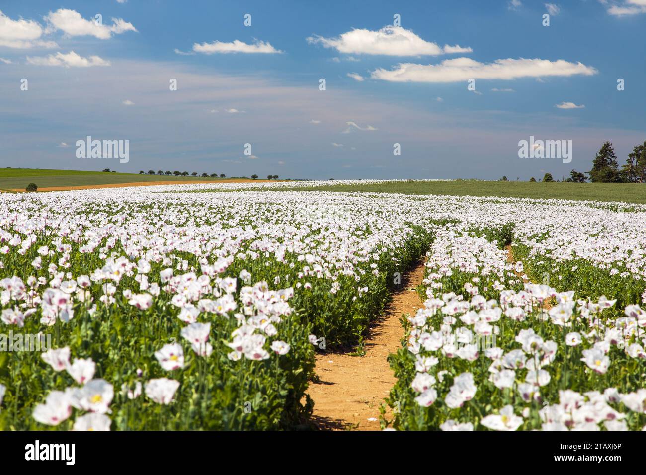 Flowering opium poppy field with pathway, in Latin papaver somniferum ...