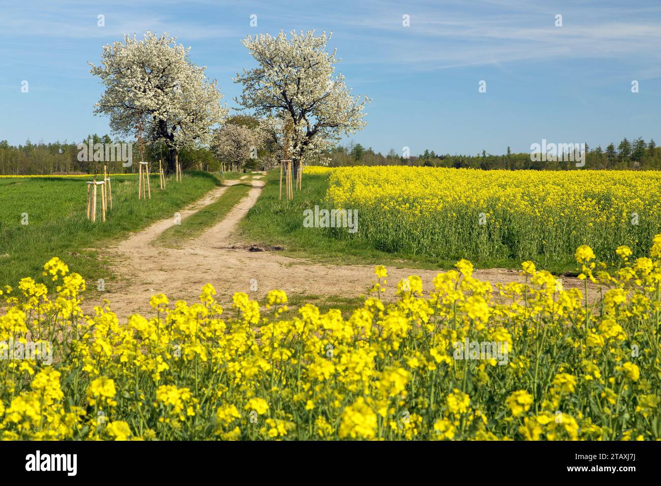 Road plant hi-res stock photography and images - Alamy