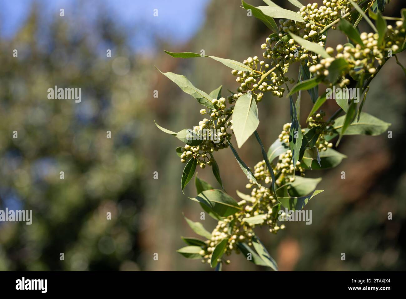 Bay laurel (Laurus nobilis) flowers Laureaceae evergreen tree Stock ...