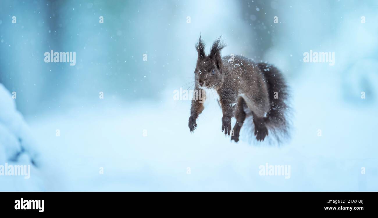 Flying squirrel jumps from tree to tree, the best photo Stock Photo - Alamy