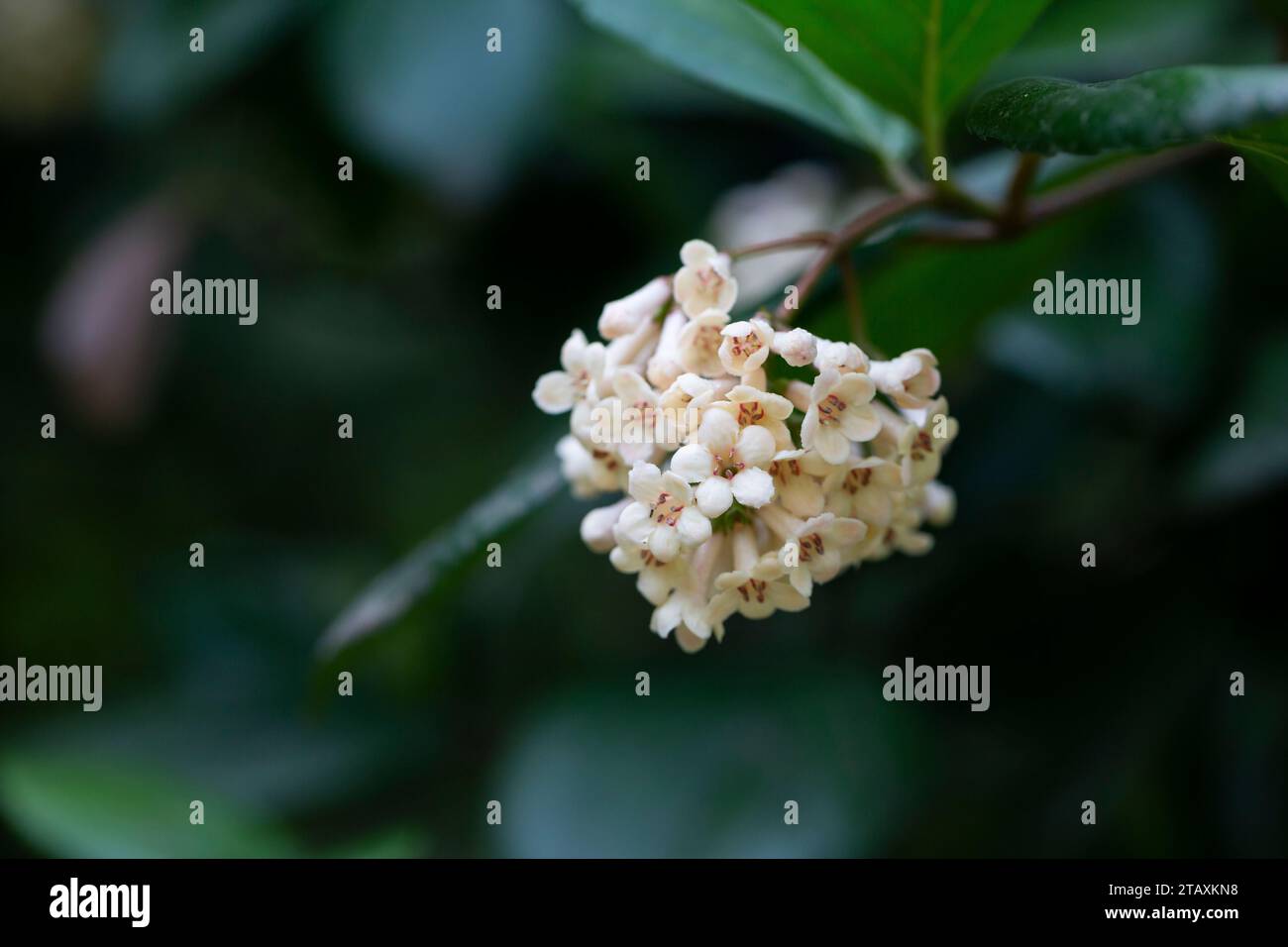 Viburnum suspensum hi-res stock photography and images - Alamy
