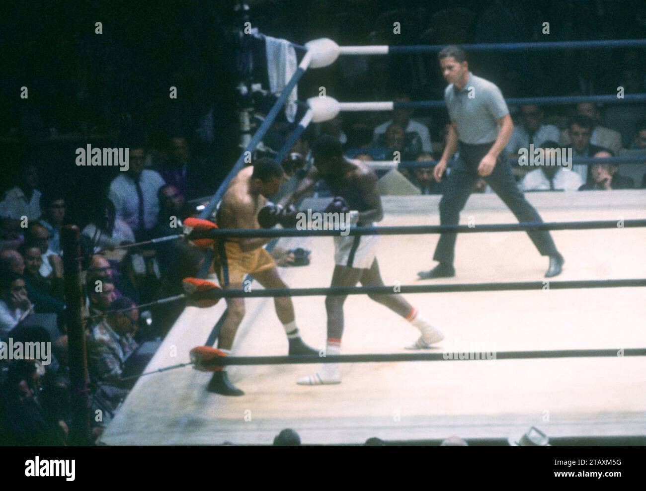 Peskin boxing hi-res stock photography and images - Alamy