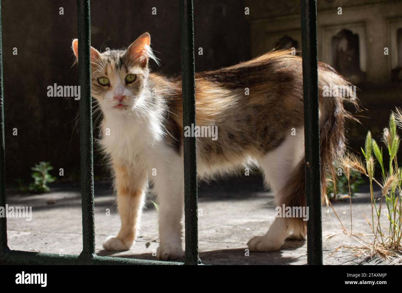 Close-up portrait of a lovely cat as domestic animal in view Stock ...