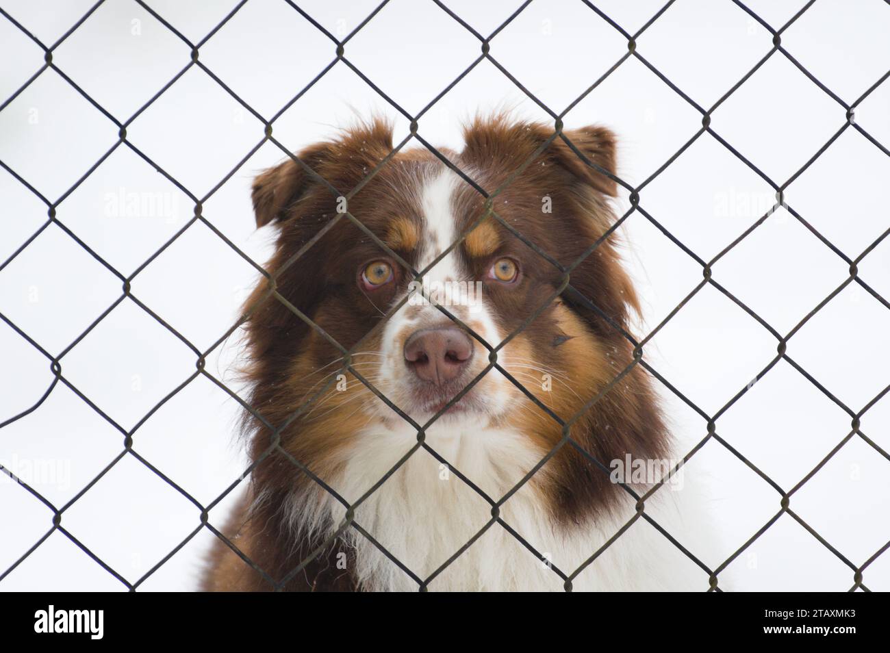 Portrait of very sad dog behind the fence. Sadness animal expression ...