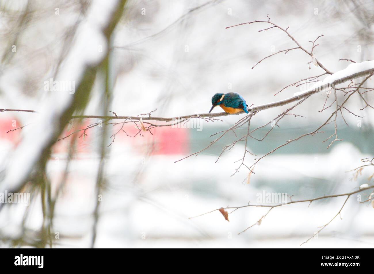 Most Beautiful Blue Bird 10 Beautiful Blue Coloured Birds