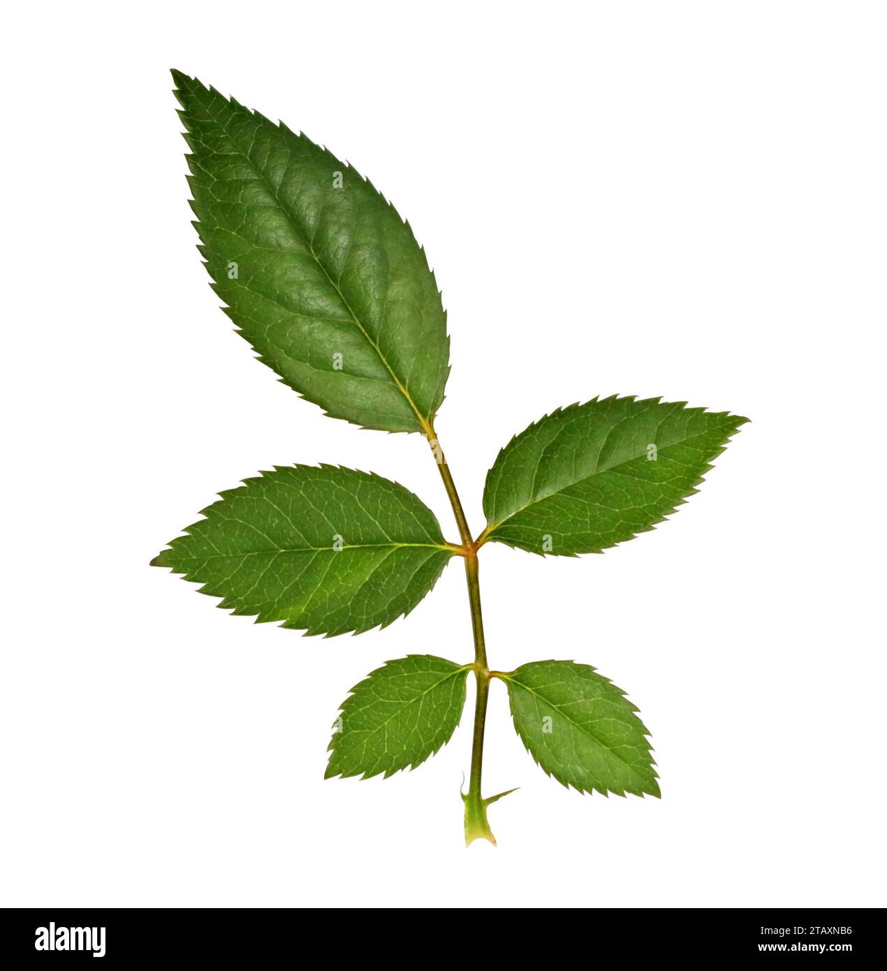 Green rose flower leaves isolated on white. Rose twig isolated on white ...