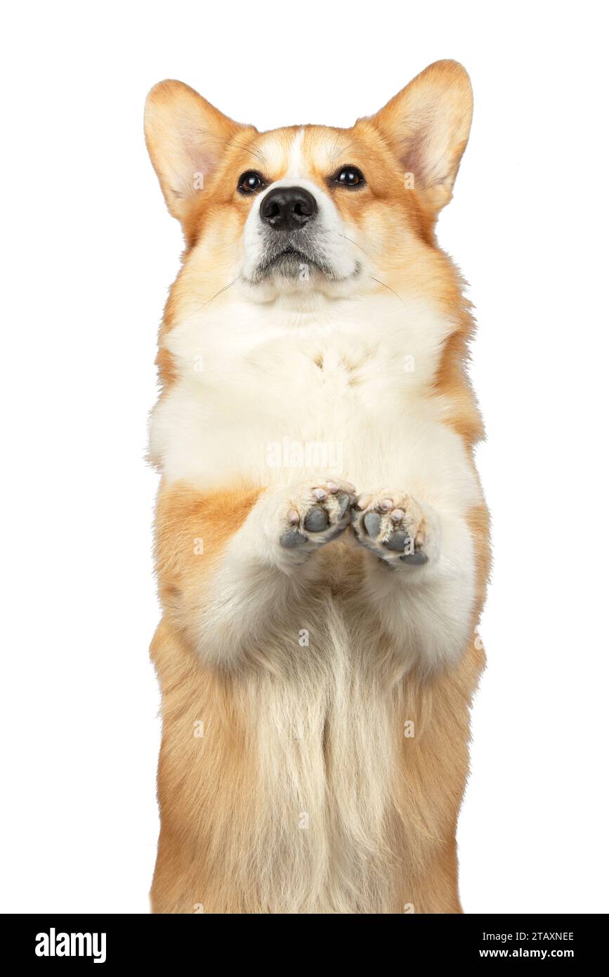 Up paws hi-res stock photography and images - Alamy
