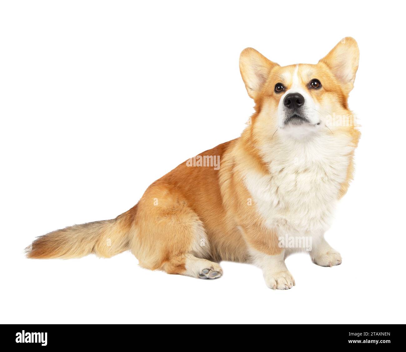 Cute little dog welsh Cut Out Stock Images & Pictures - Alamy