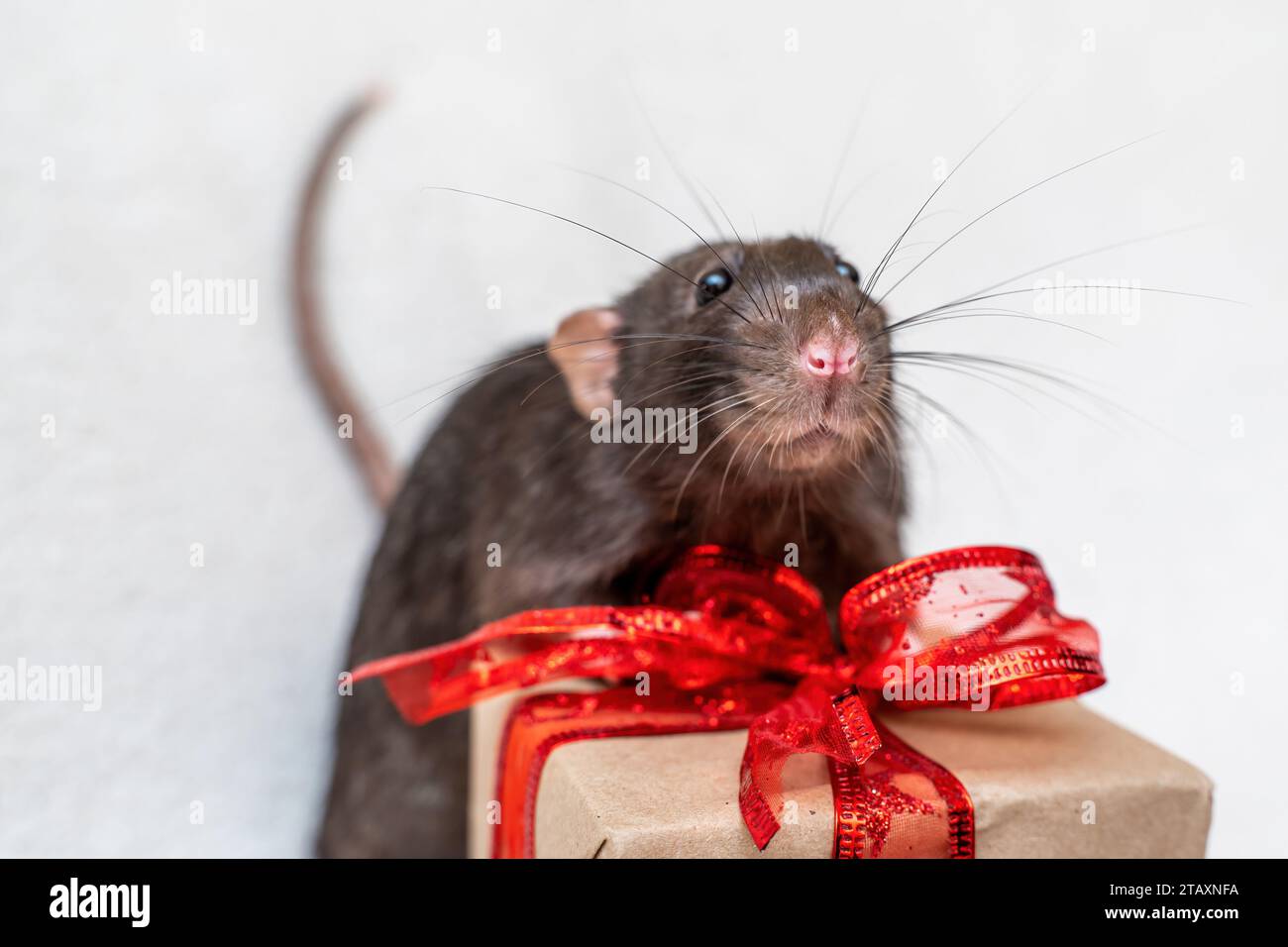 Black rat gift. Funny black rat Dumbo sits on a white carpet with a ...